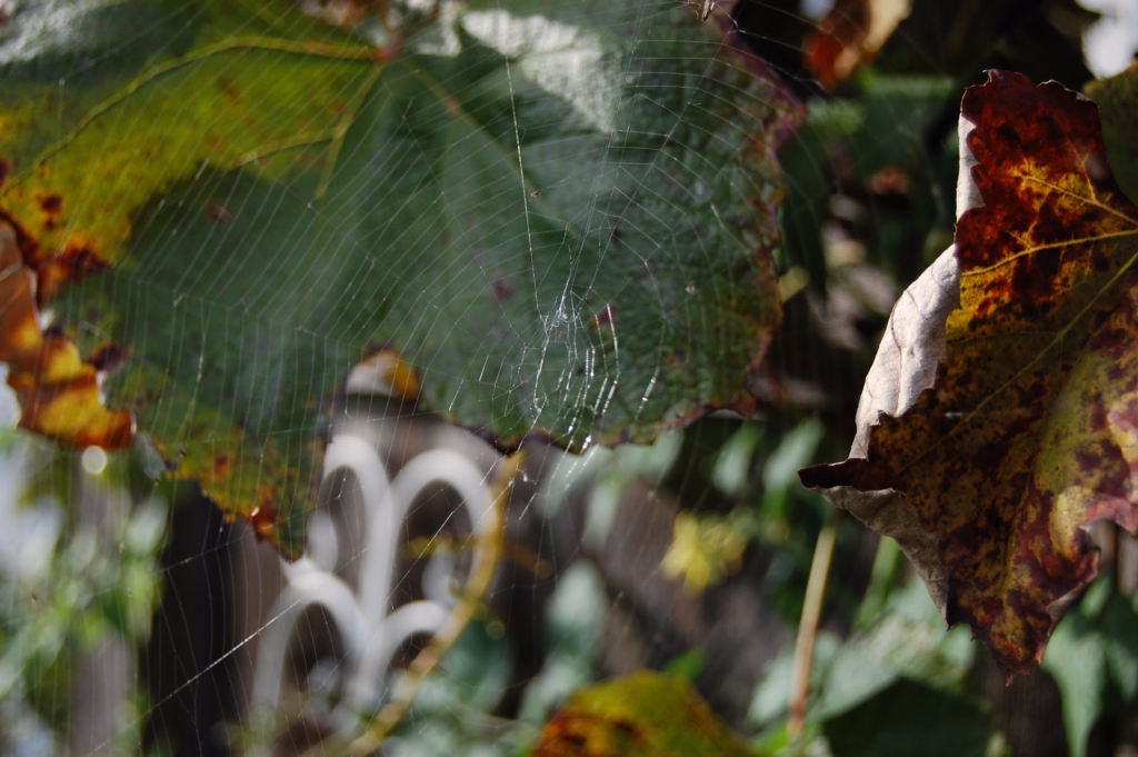 10 Ways to Get Excited for Autumn – Born To Be Bright